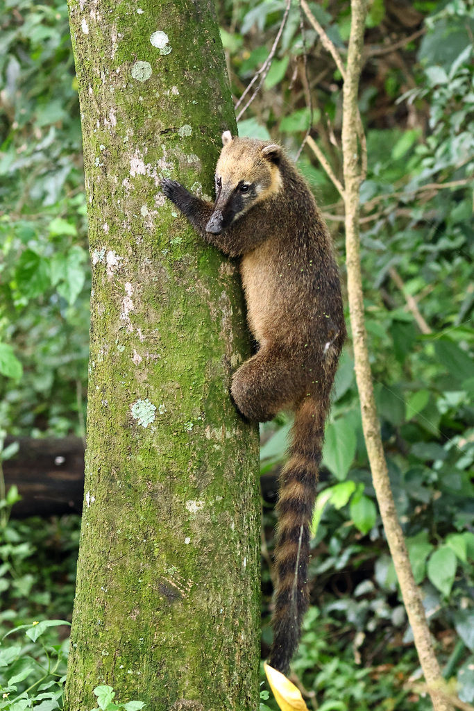South American Coati from Vila Santo Henrique, São Paulo - SP, Brasil ...