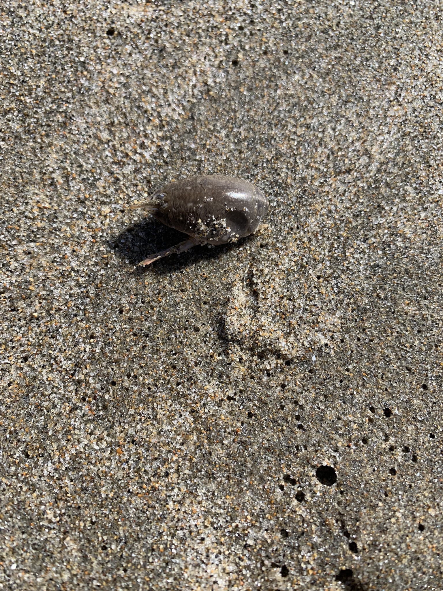 Emerita analoga (Stimpson, 1857)