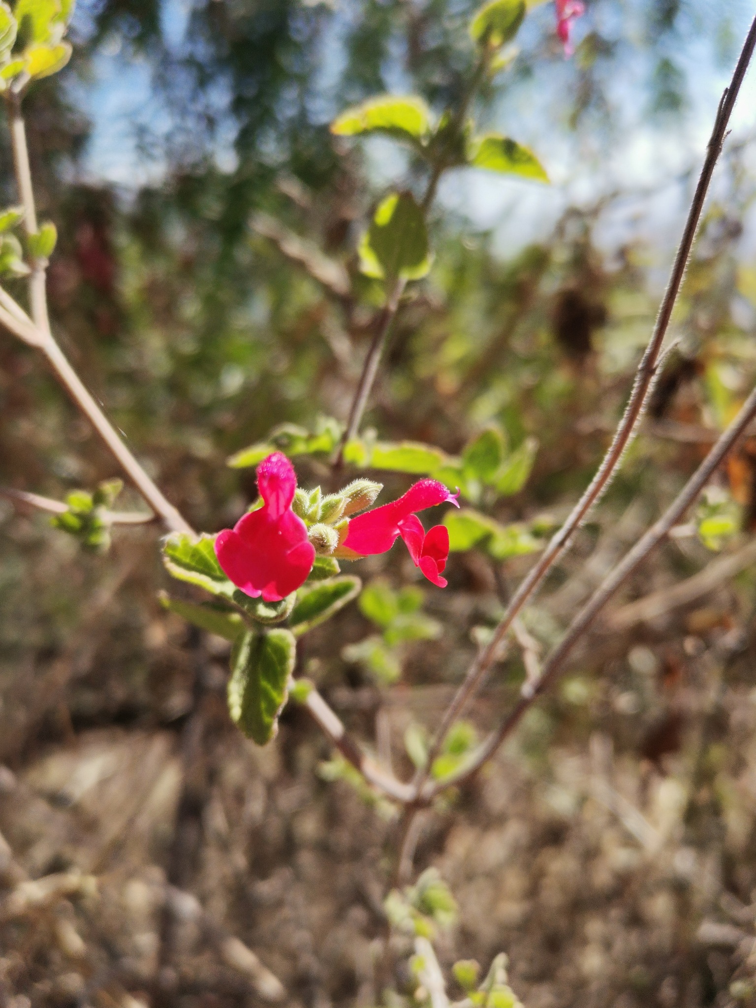 Salvia microphylla Kunth