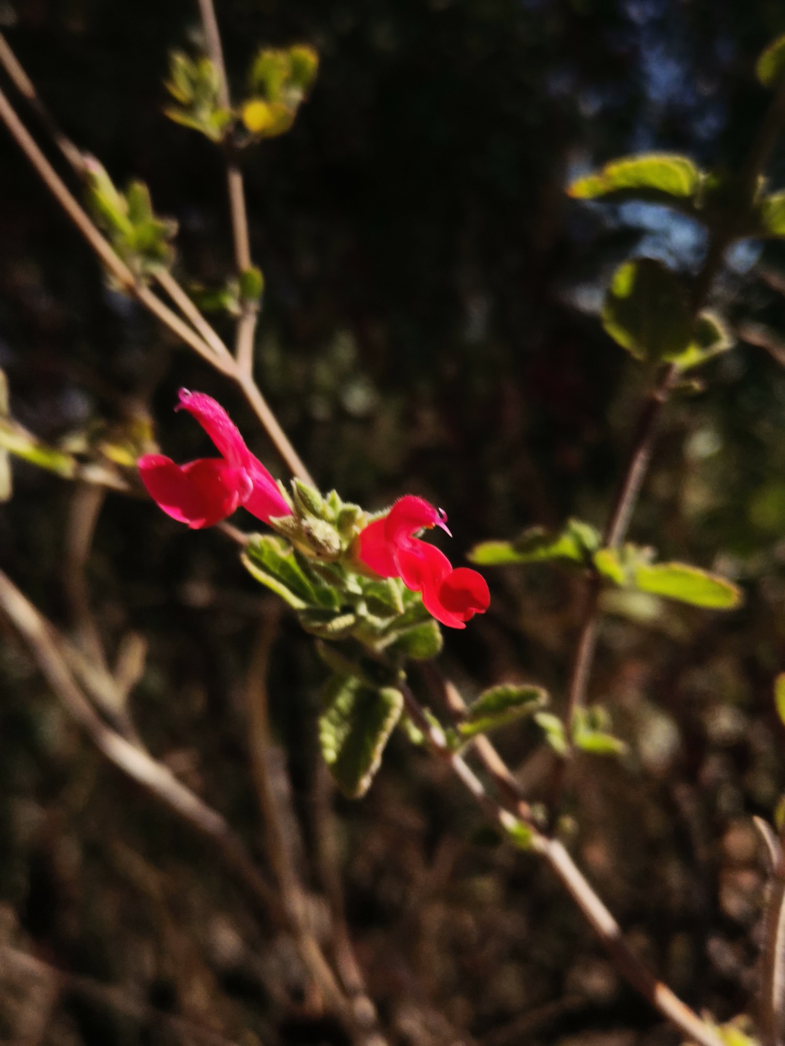 Salvia microphylla Kunth