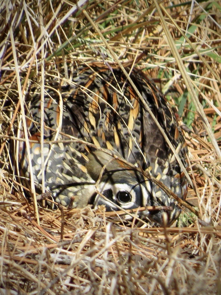 Ocellated Quail in February 2023 by Roland Rumm · iNaturalist