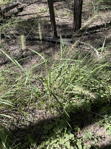 Setaria paspalidioides · iNaturalist Mexico