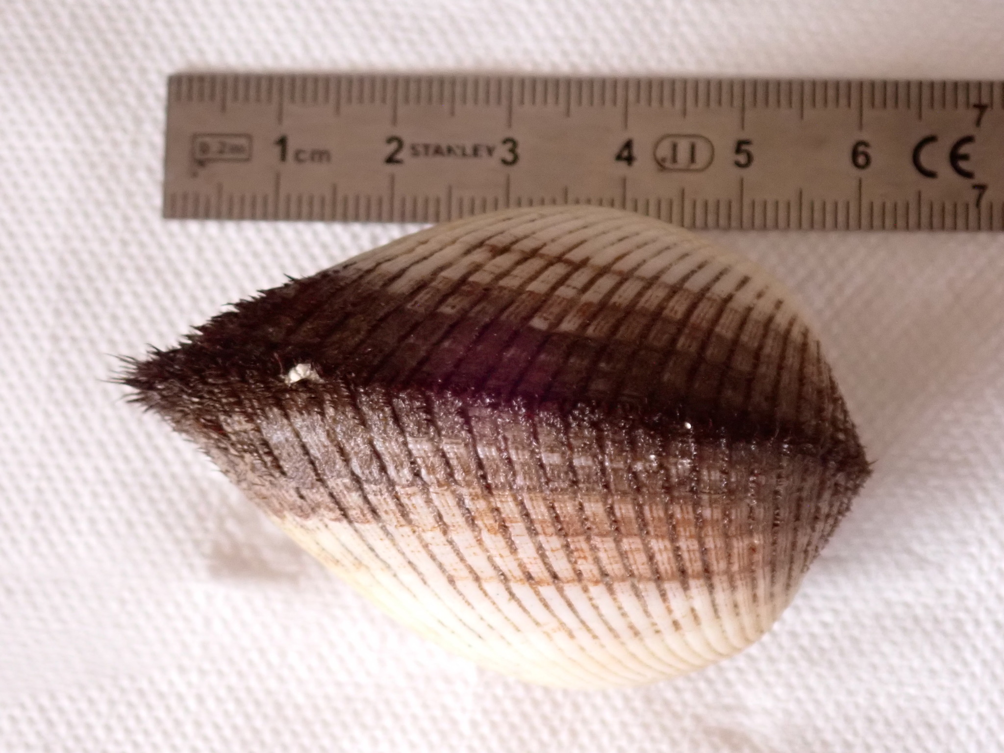 Anadara antiquata (Linnaeus, 1758)