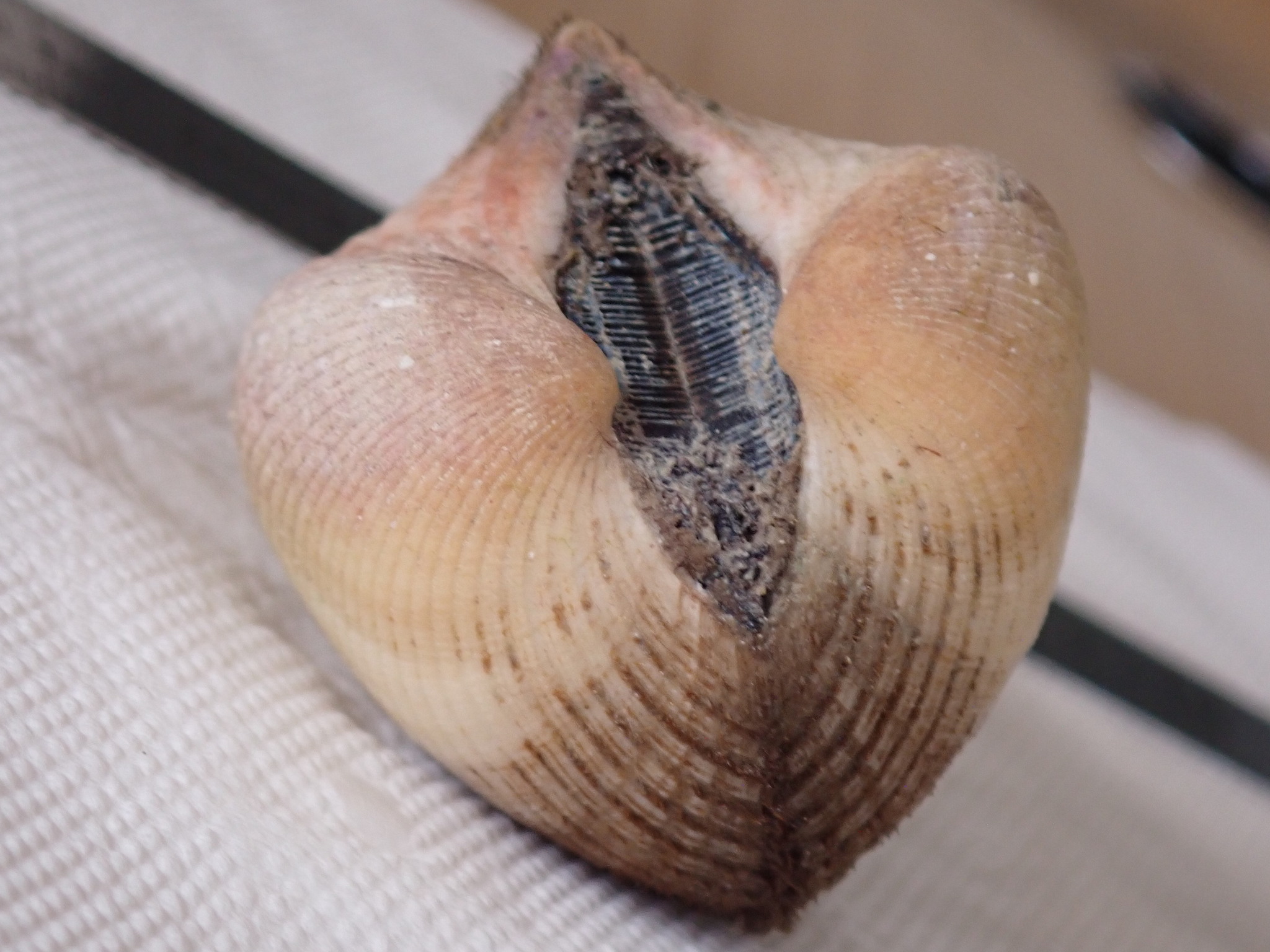 Anadara antiquata (Linnaeus, 1758)