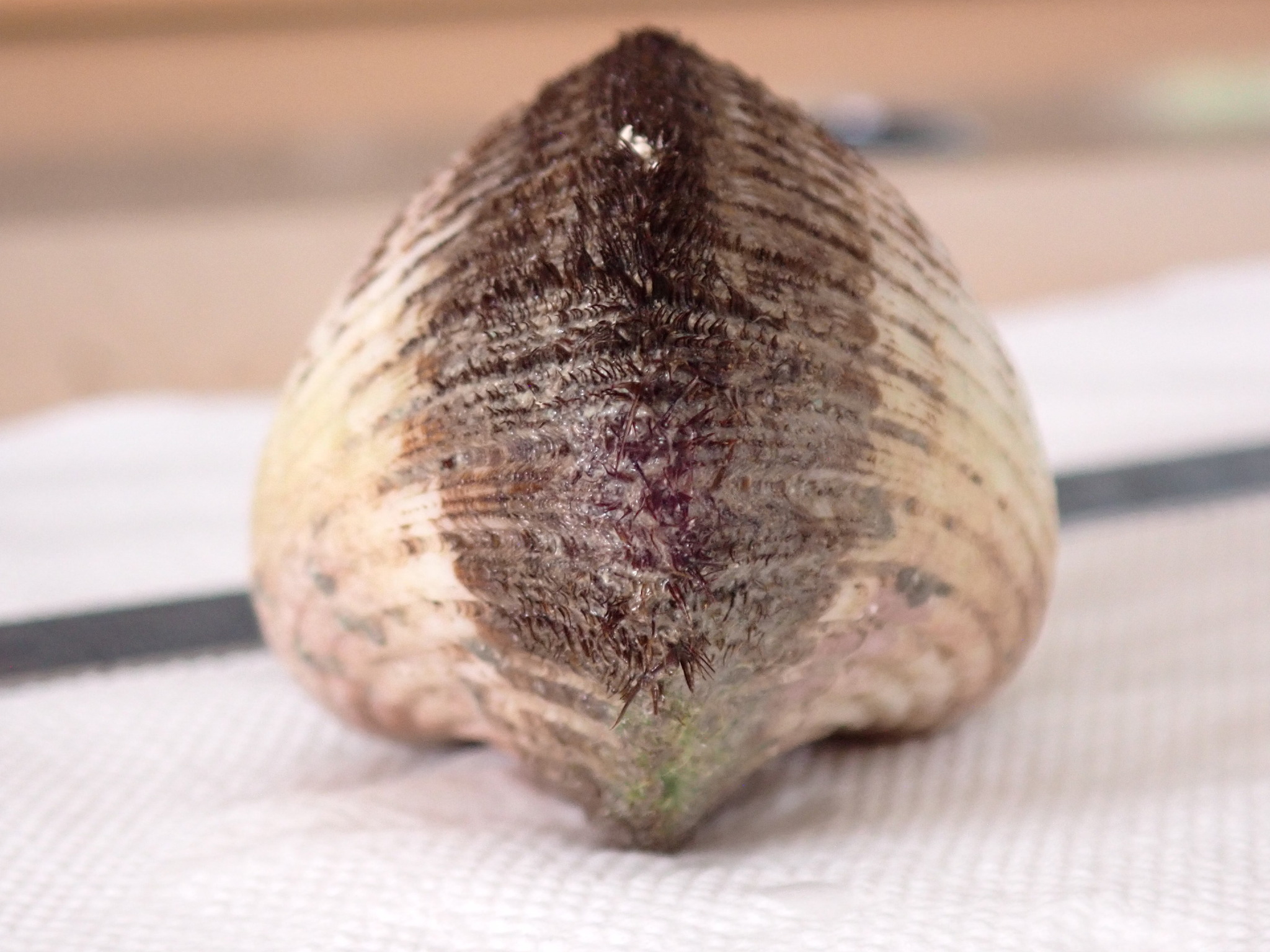 Anadara antiquata (Linnaeus, 1758)