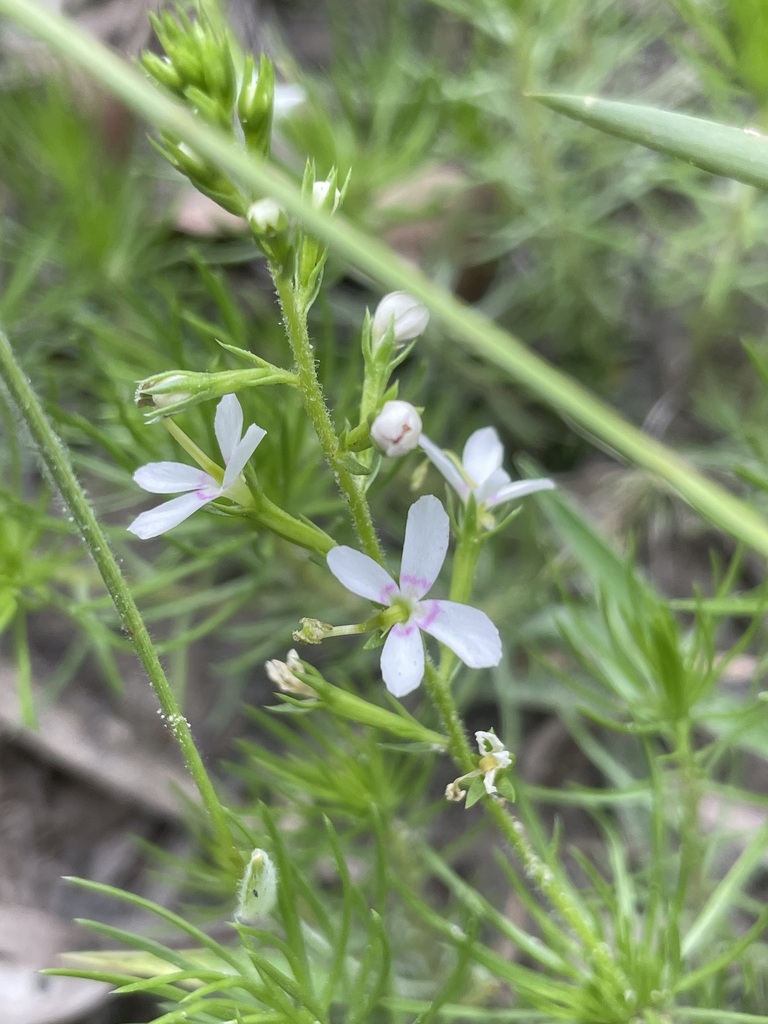 (Stylidium eglandulosum) - Botanical Realm