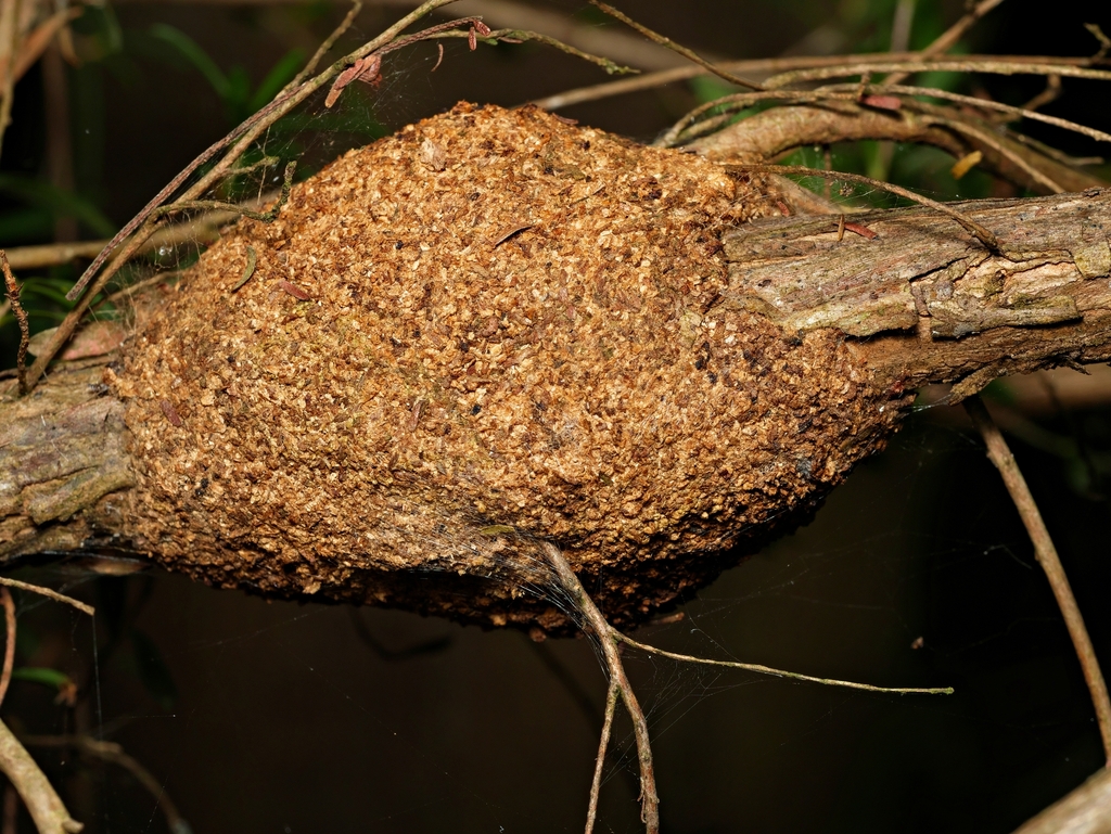 Common Splendid Ghost Moth from Melbourne VIC, Australia on February 14 ...