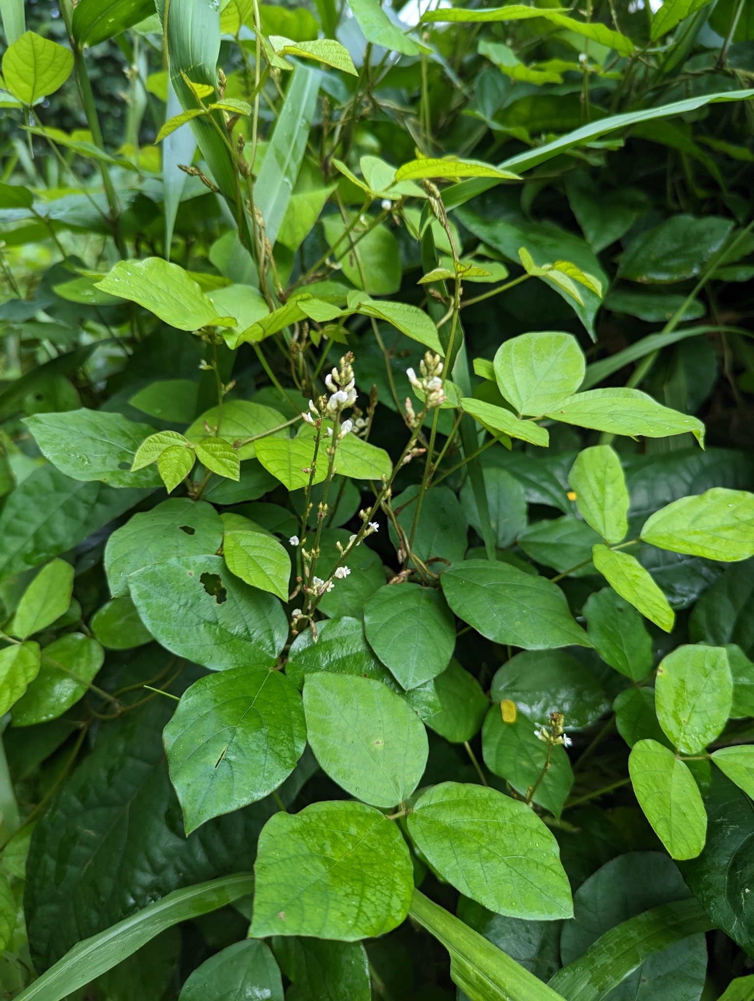 Neonotonia J.A.Lackey