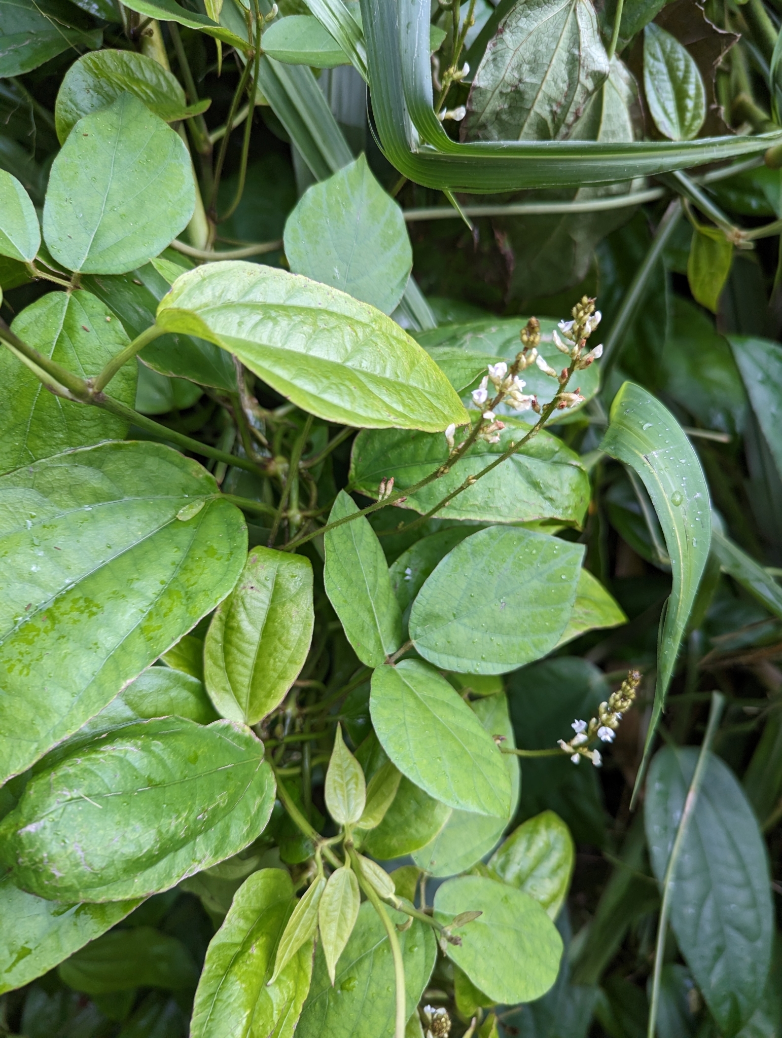 Neonotonia J.A.Lackey