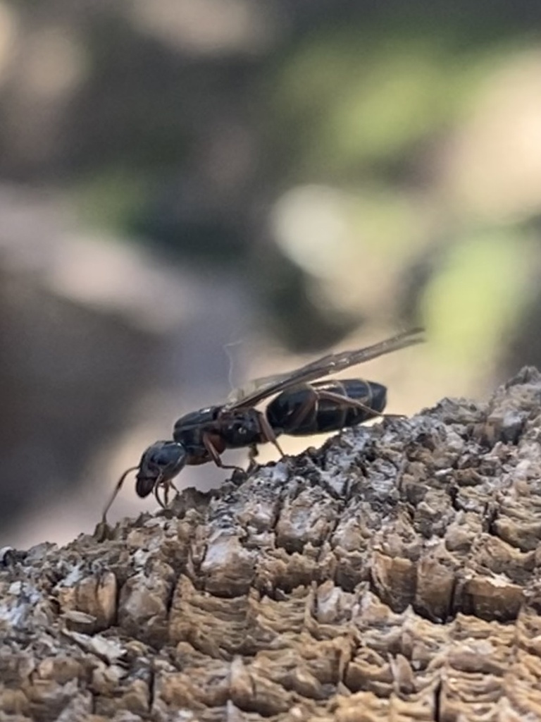 Western Velvety Tree Ant from Circle Dr, Ben Lomond, CA, US on February ...