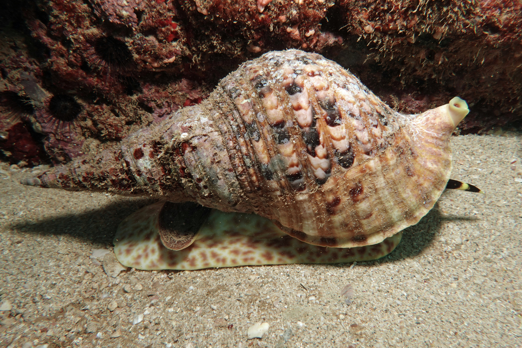 Giant Triton Snail from Bundegi, Exmouth, WA, Australia on July 31 ...