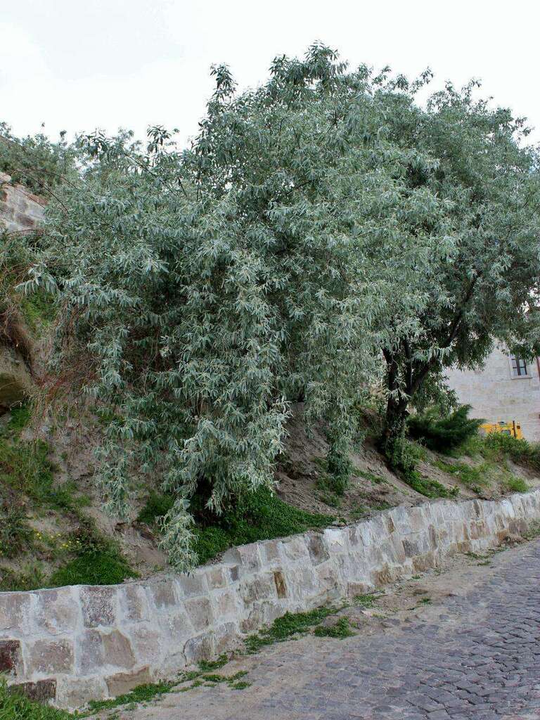 Russian olive (Plants of Rosewood Nature Study Area) · iNaturalist
