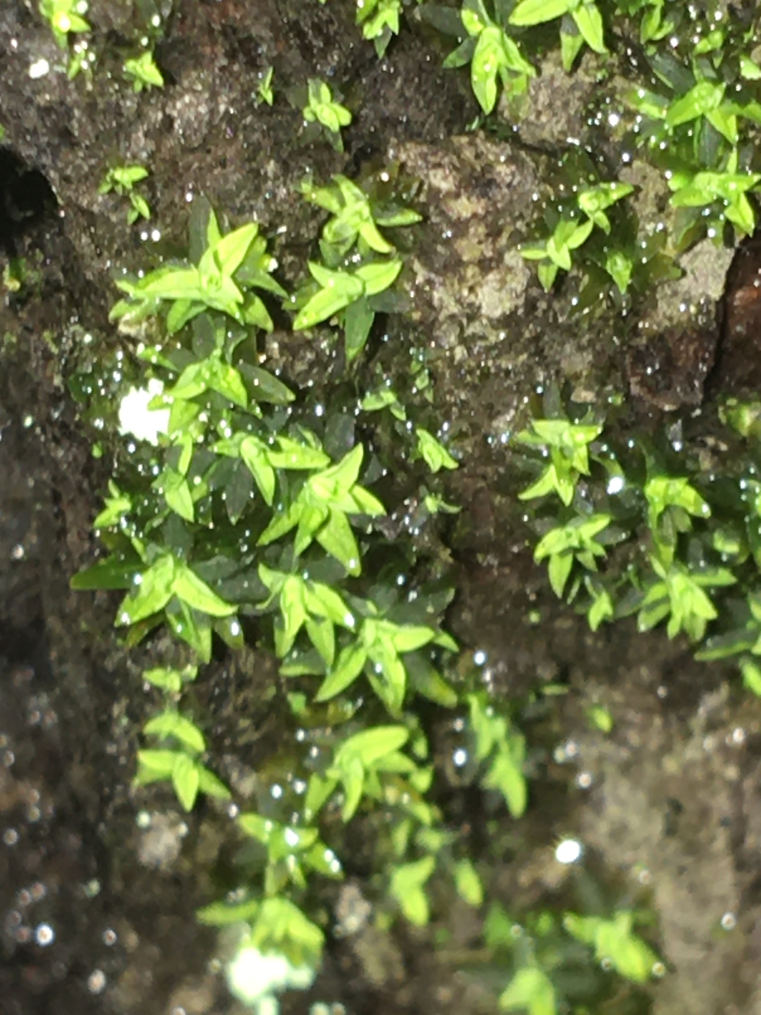 Hyophila Brid.