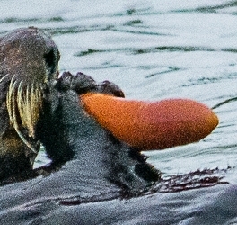 Fat Innkeeper Worm from Elkhorn Slough, Monterey County, CA, USA on ...