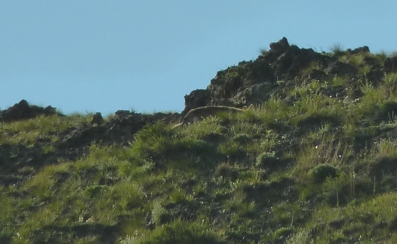 Mongolian Wolf (Canis lupus chanco) - Know Your Mammals