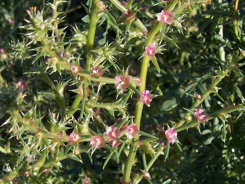 Russian Thistles (tumbleweed) (Plants of Rosewood Nature Study Area ...