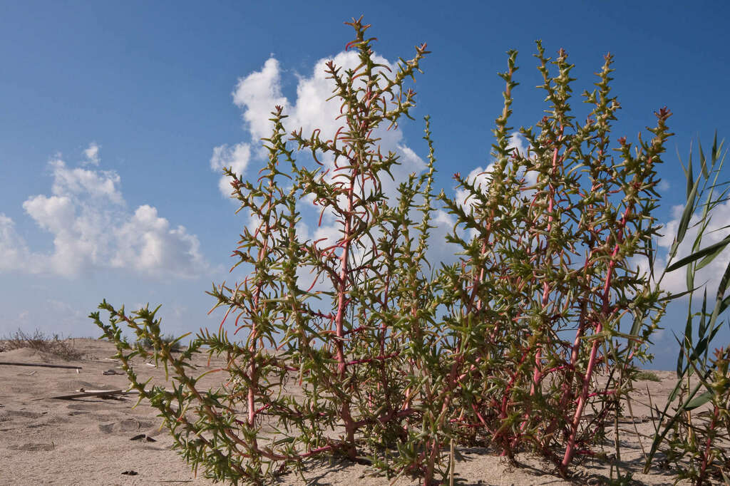 Russian Thistles (tumbleweed) (Plants of Rosewood Nature Study Area ...