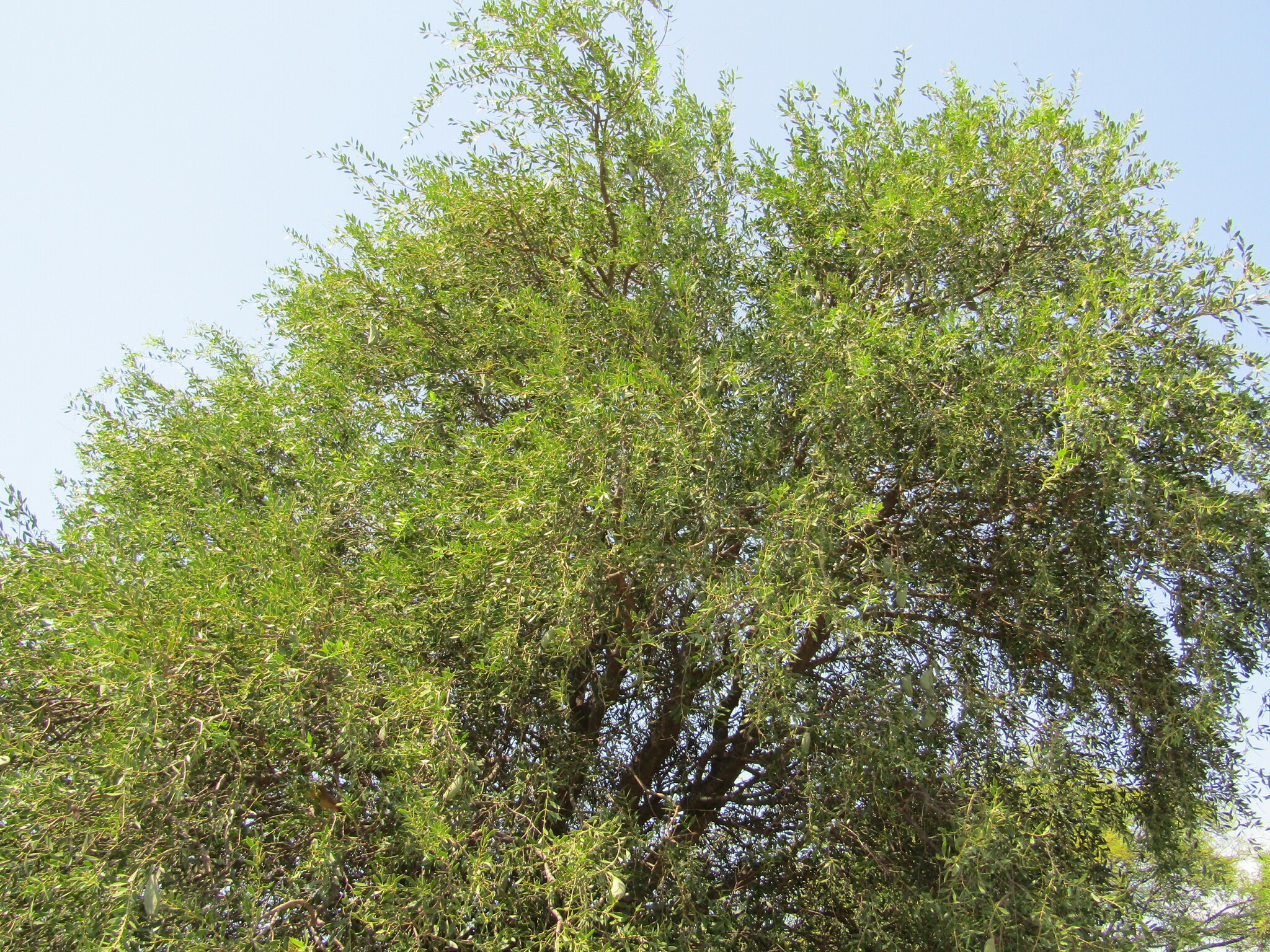 Aspidosperma quebracho-blanco Schltdl.