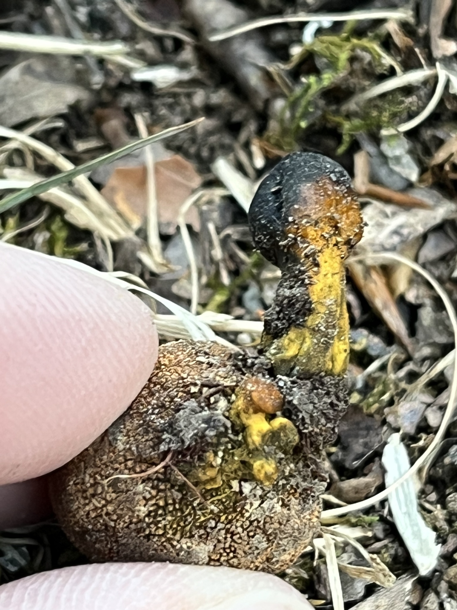 Tolypocladium W.Gams, 1971