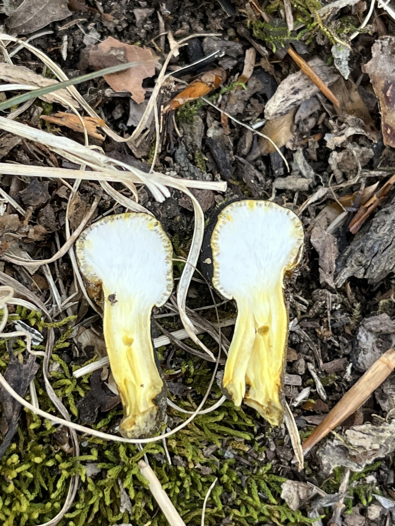 Tolypocladium W.Gams, 1971