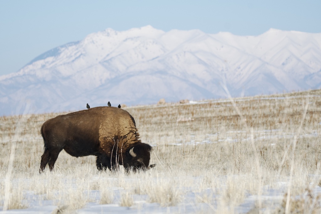 American Bison from Antelope Island State Park, West Bountiful, UT, US ...