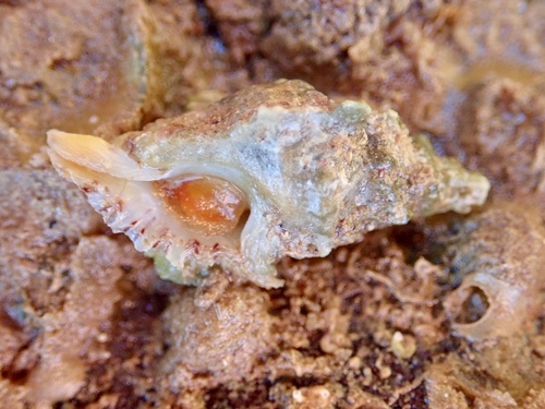 Prototyphis eos · NaturaLista Colombia