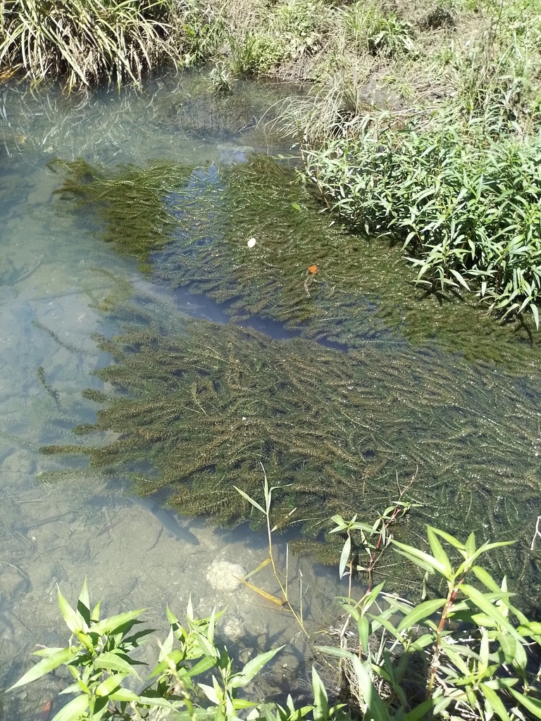 tape-grass family from Harania Stream, Māngere East, Auckland, New ...