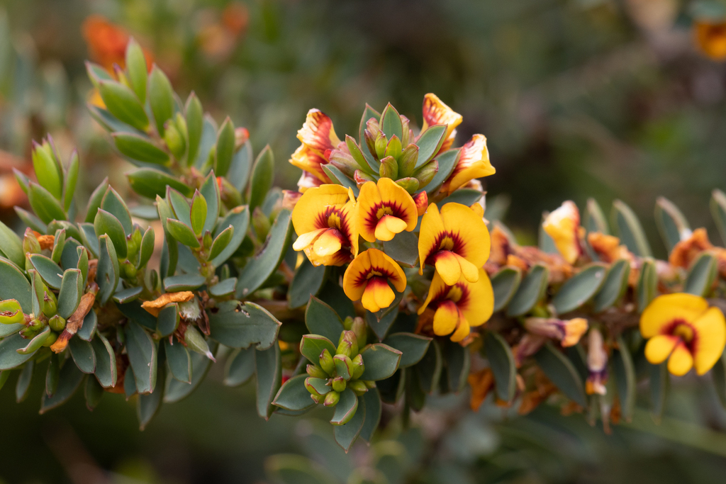 Egg and Bacon Plant (Eutaxia myrtifolia) - Botanical Realm