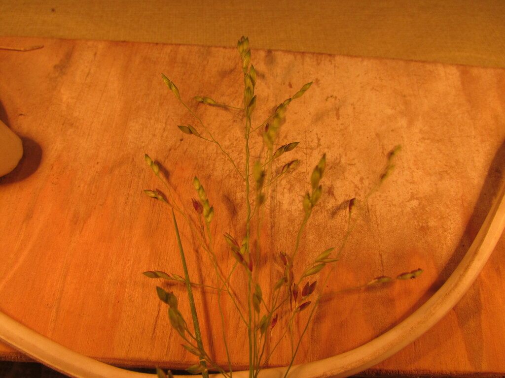 hall panicum from Concepción Buenavista, Oax., México on October 16 ...