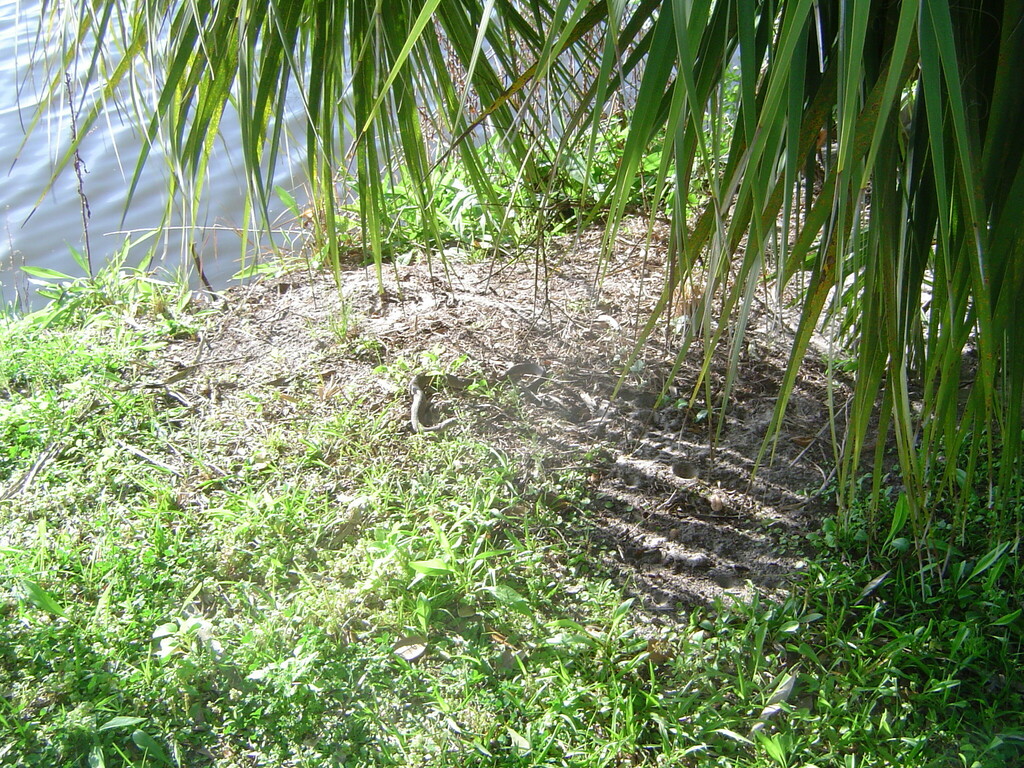 Saltmarsh Snake from St. Petersburg, FL, USA on March 9, 2006 at 04:43 ...