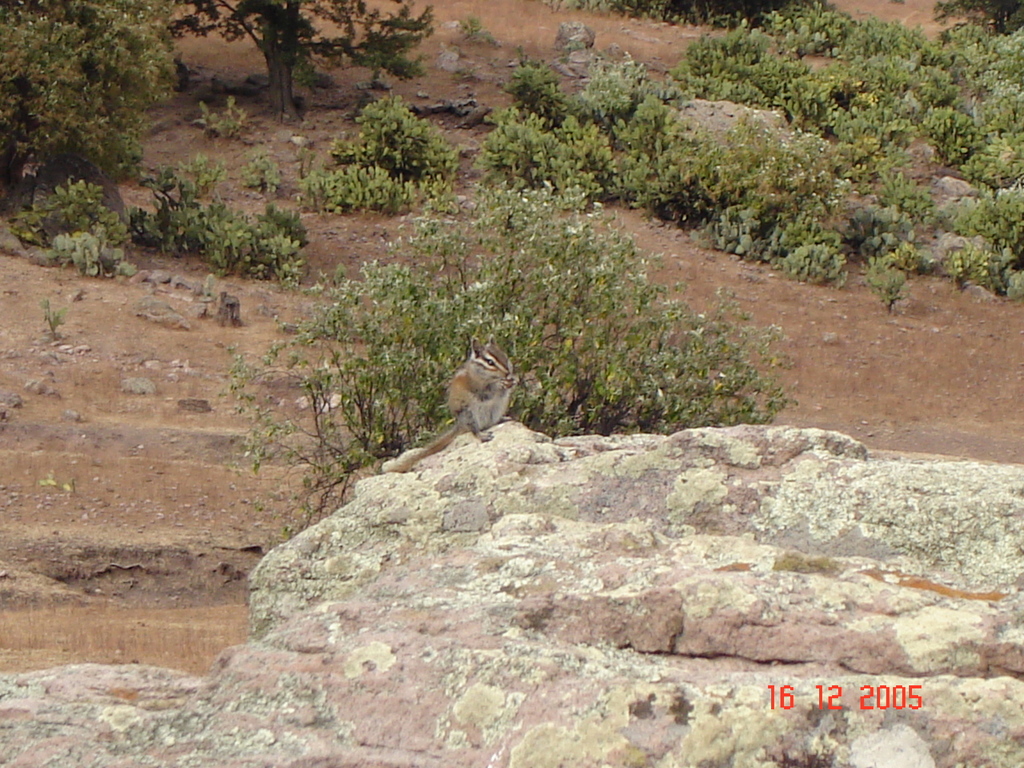 Buller's Chipmunk in December 2005 by Francisco Ortiz Navarro ...