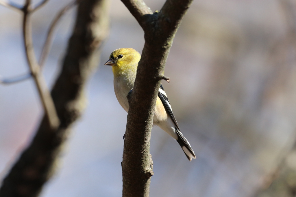 American Goldfinch from St. Catharines, ON, Canada on February 14, 2023 ...
