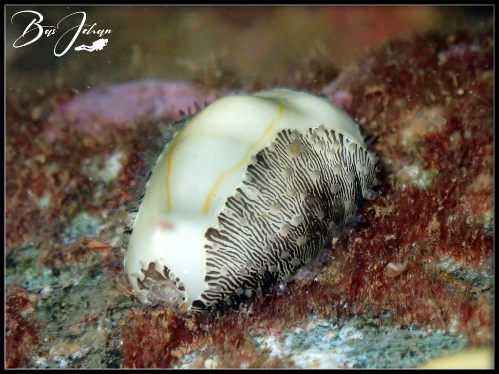 Money Cowry from Ouémo, Nouméa, Nouvelle-Calédonie on April 11, 2021 at ...