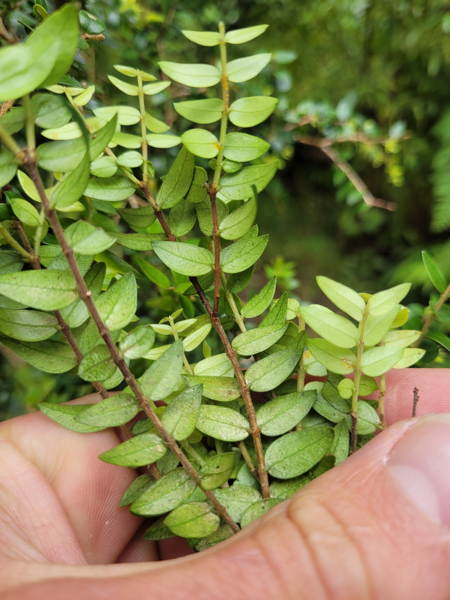 Metrosideros diffusa (G.Forst.) Sm.