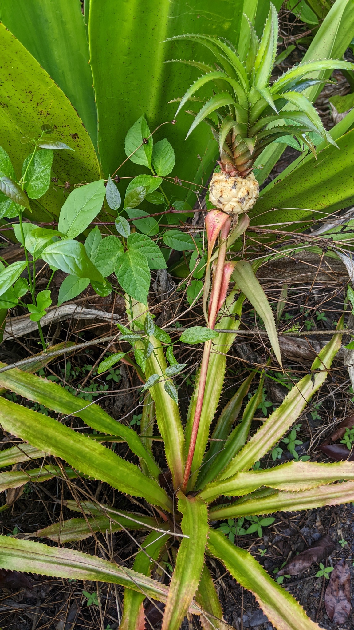 Ananas comosus (L.) Merr.