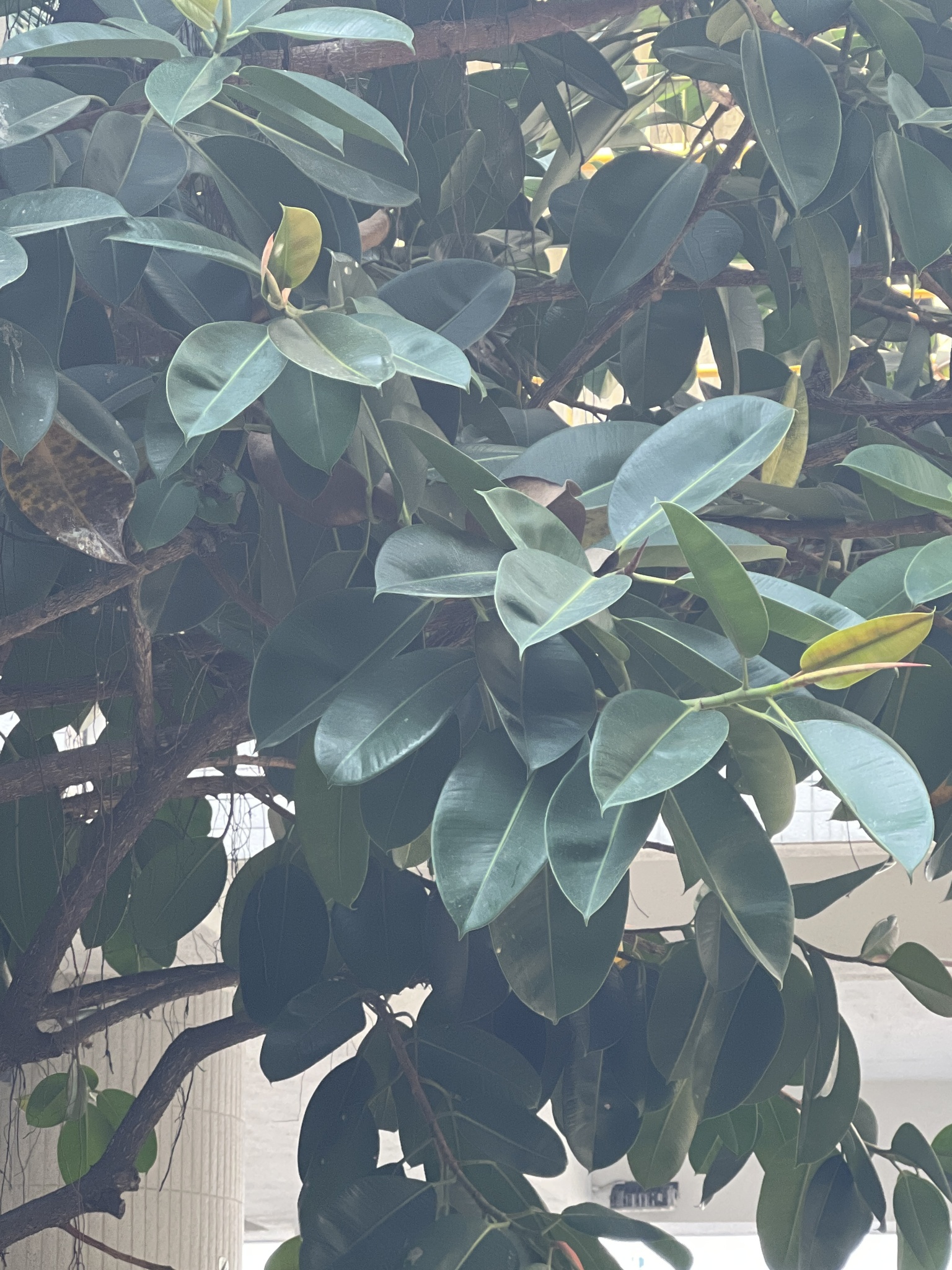 Ficus elastica Roxb.