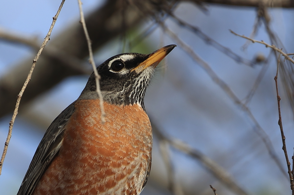 American Robin from Bustamante, N.L., México on February 13, 2023 at 05 ...