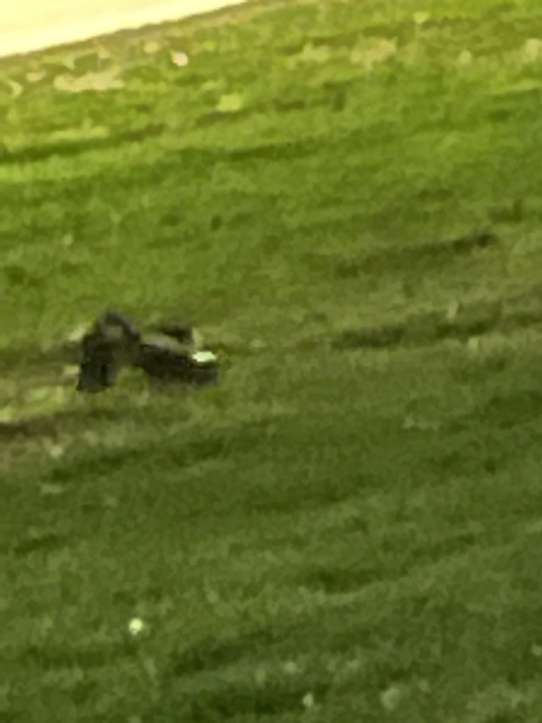 Striped Skunk from The Japanese Tea Garden, San Antonio, TX, US on ...