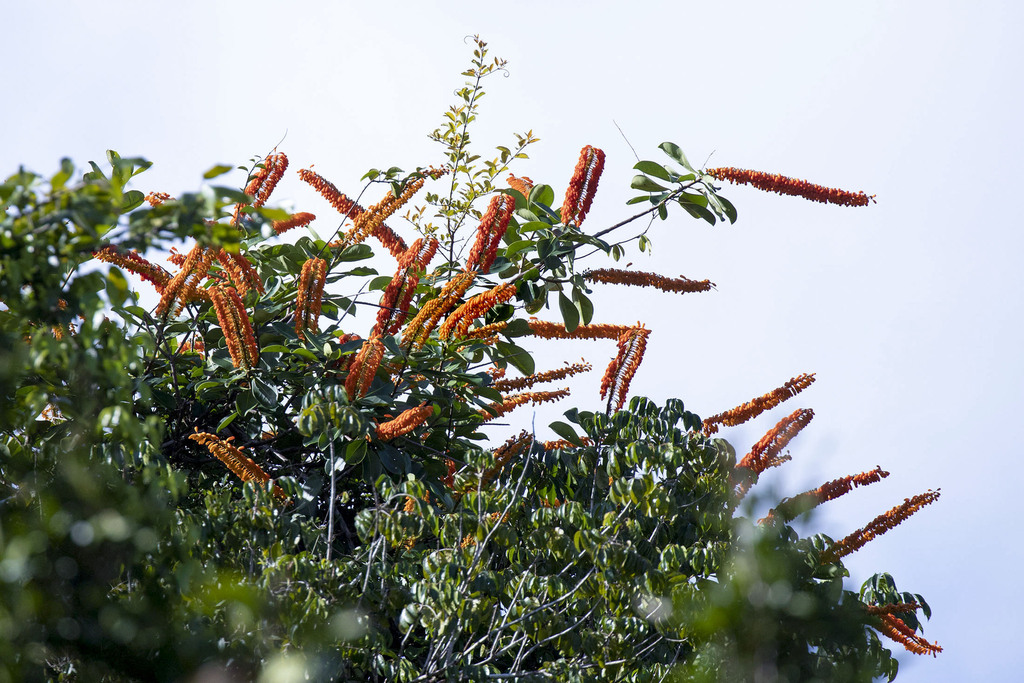 (Norantea guianensis) - Botanical Realm