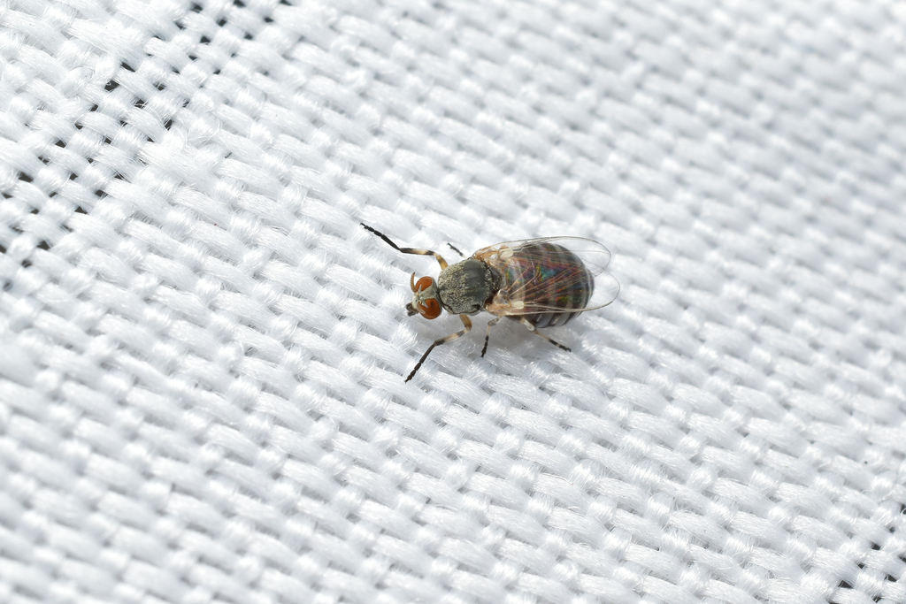 Black Flies from Purires, San Pablo, Turrubares, San José, Costa Rica ...
