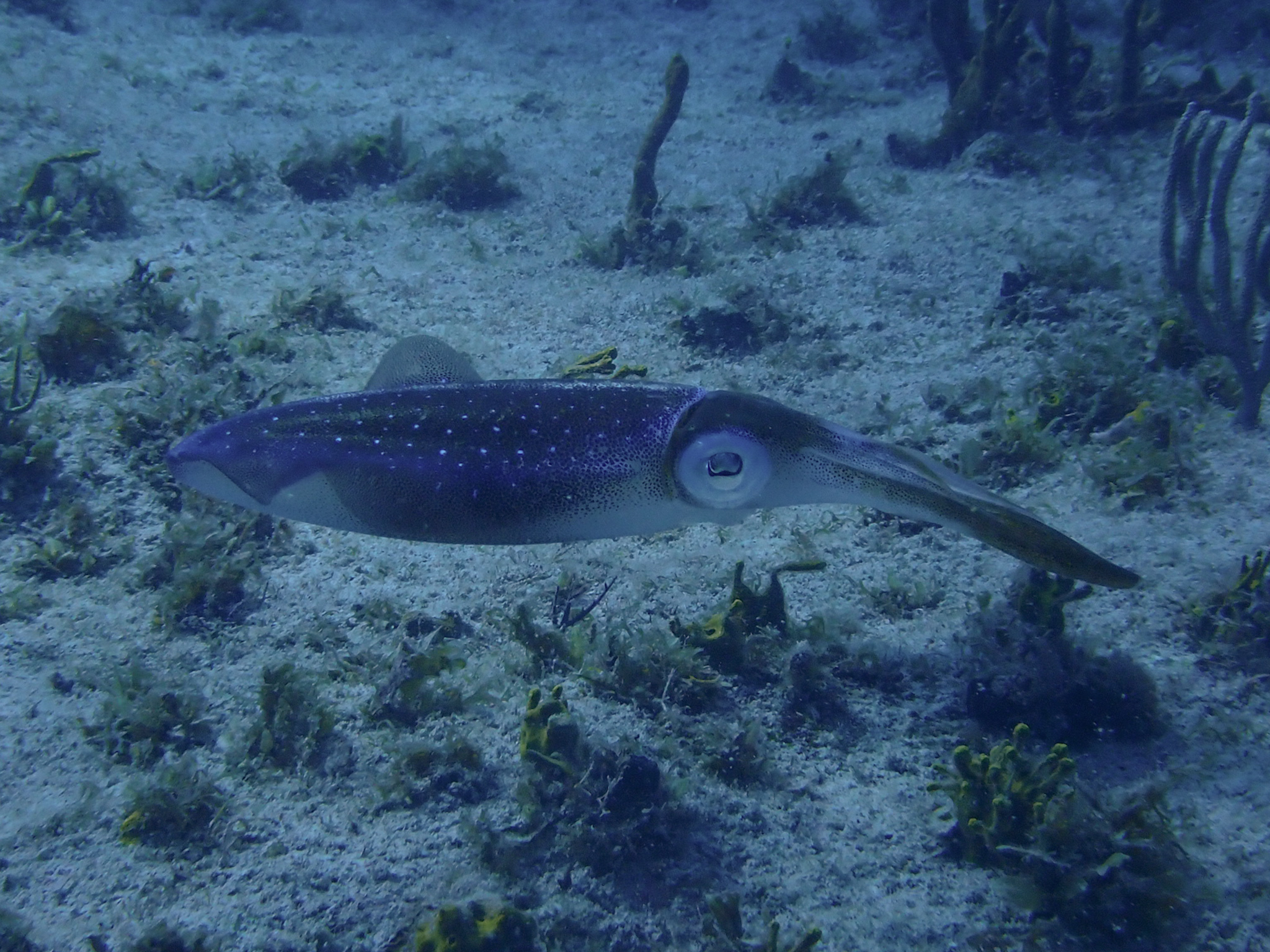 Sepioteuthis Blainville, 1824