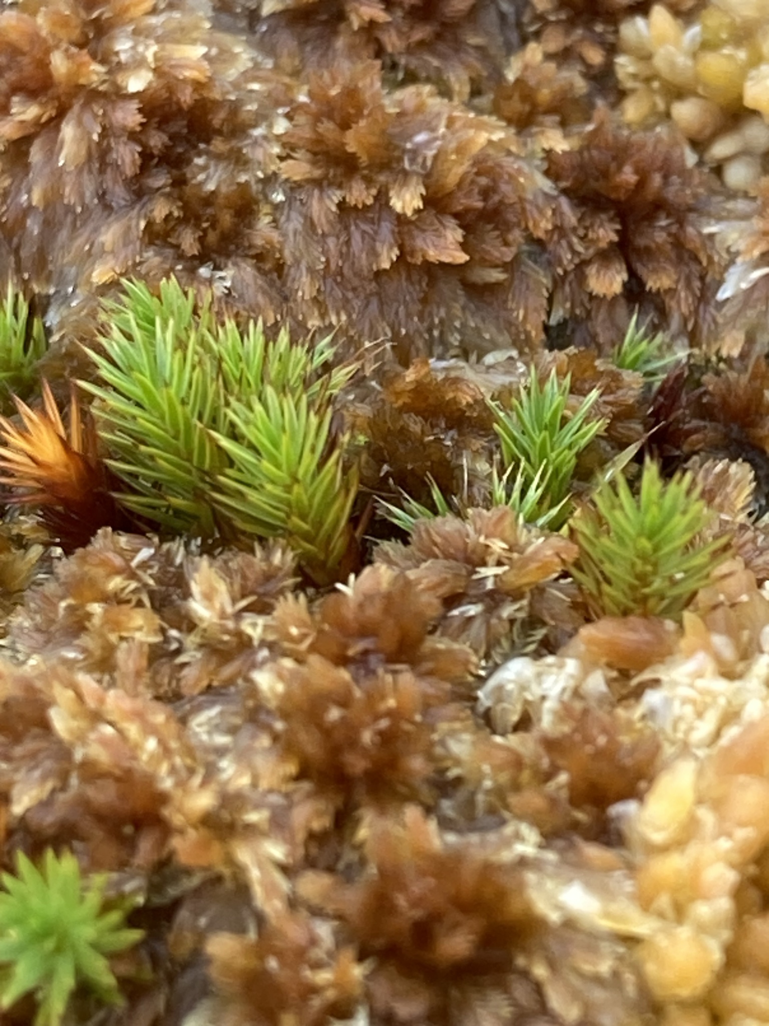 Polytrichum strictum Menzies ex Bridel, 1801