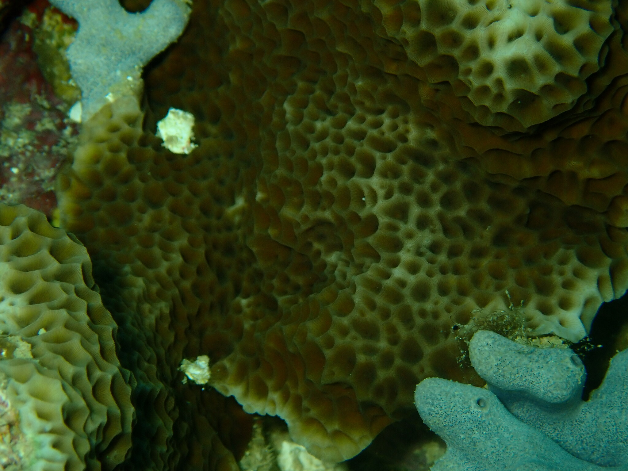 Gardineroseris planulata (Dana, 1846)