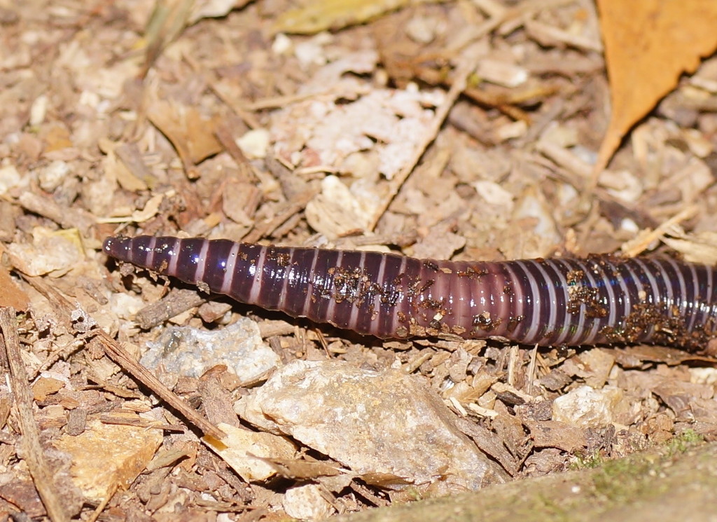 Fletcherodrilus unicus from Natural Bridge QLD 4211, Australia on ...