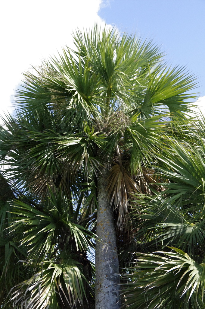 (Sabal maritima) - Botanical Realm
