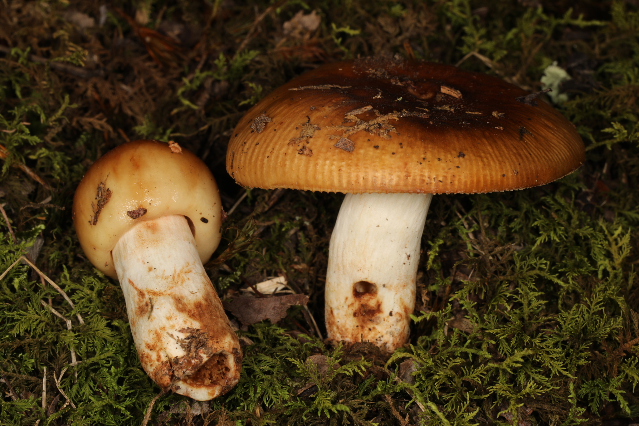 Vanrija humicola (Dasz.) R.T.Moore