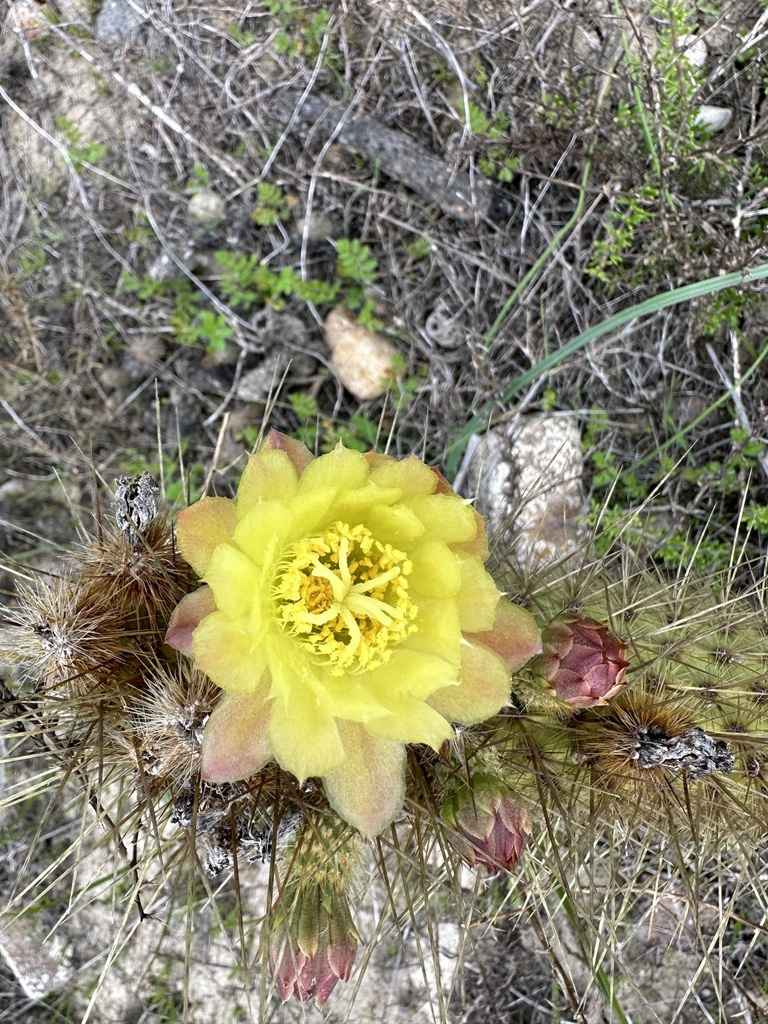 Golden-spined Cereus in January 2023 by Ria Jarquin · iNaturalist
