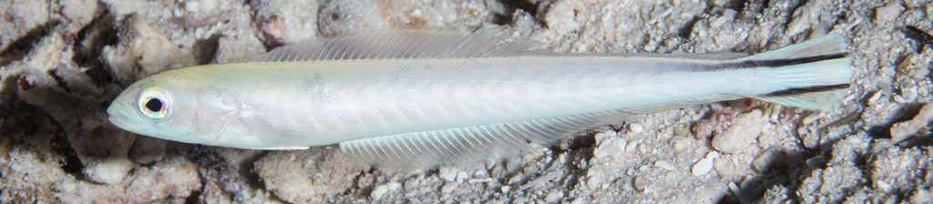 Flagtail Blanquillo from Wakatobi, Kepulauan Wakatobi (Laut), Sulawesi ...