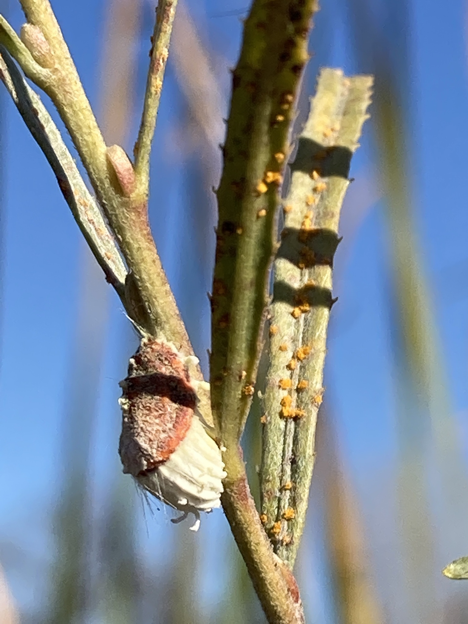 Icerya purchasi Maskell, 1879