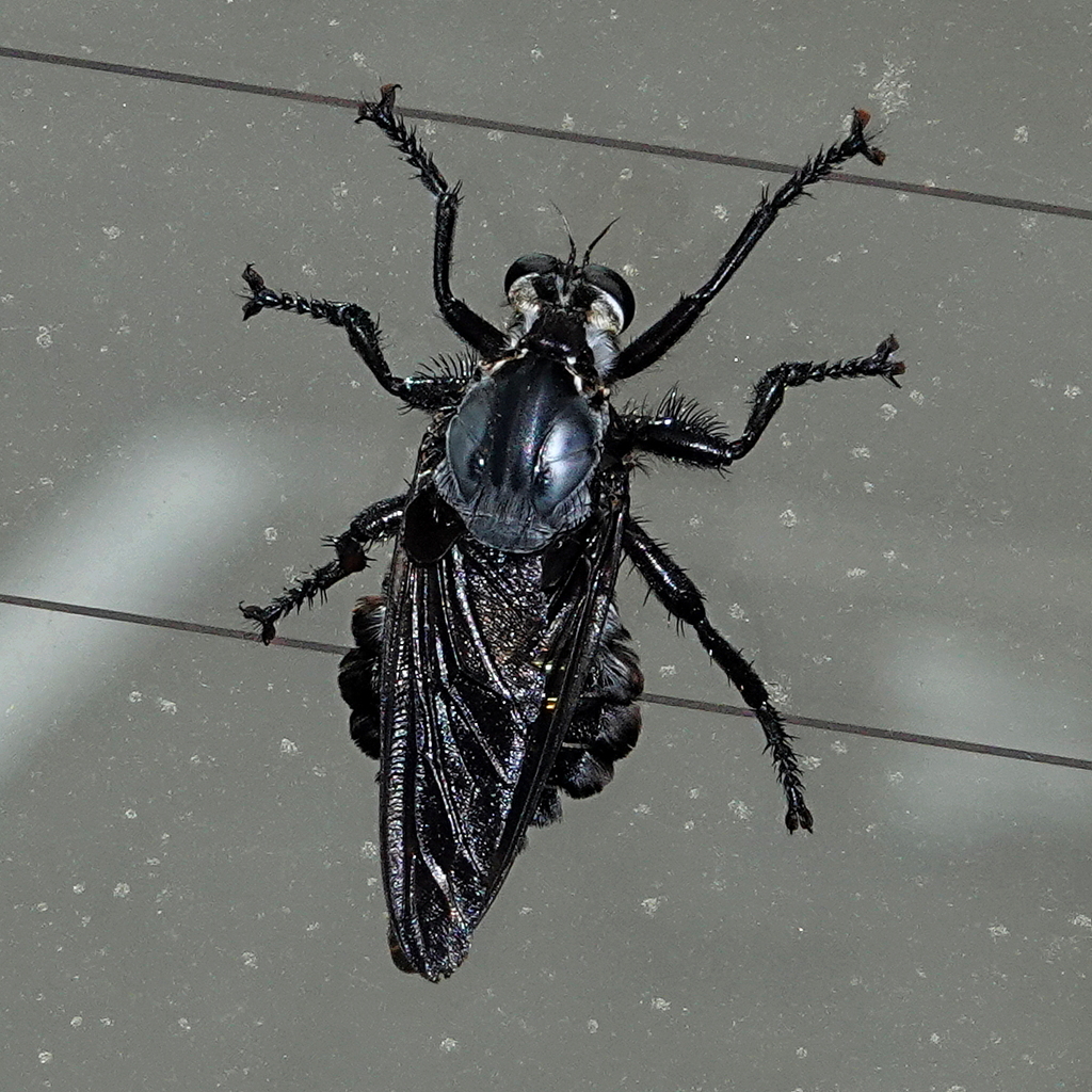 Giant Blue Robber Fly from Bermagui NSW 2546, Australia on February 15 ...